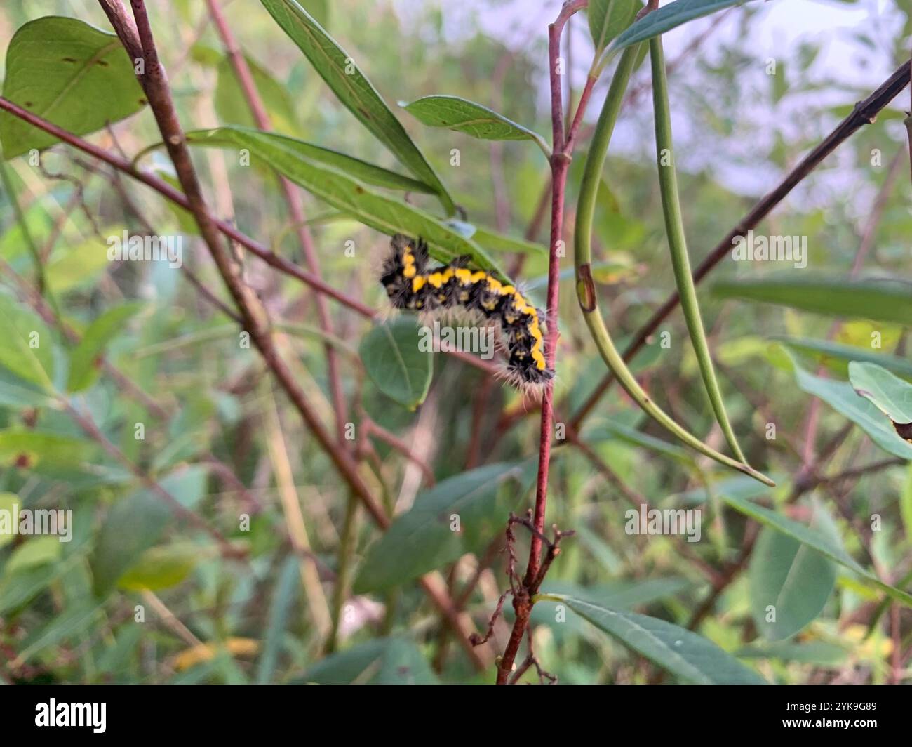 Smeared Dagger (Acronicta oblinita Stock Photo - Alamy