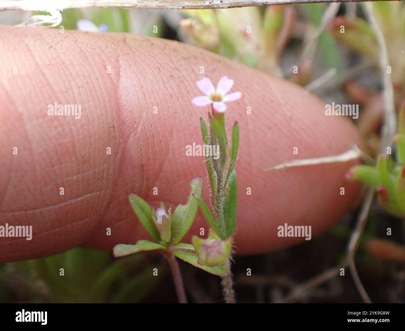 slender phlox (Microsteris gracilis Stock Photo - Alamy