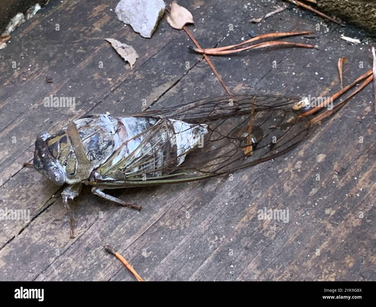 Northern Dusk-singing Cicada (Megatibicen grossa Stock Photo - Alamy