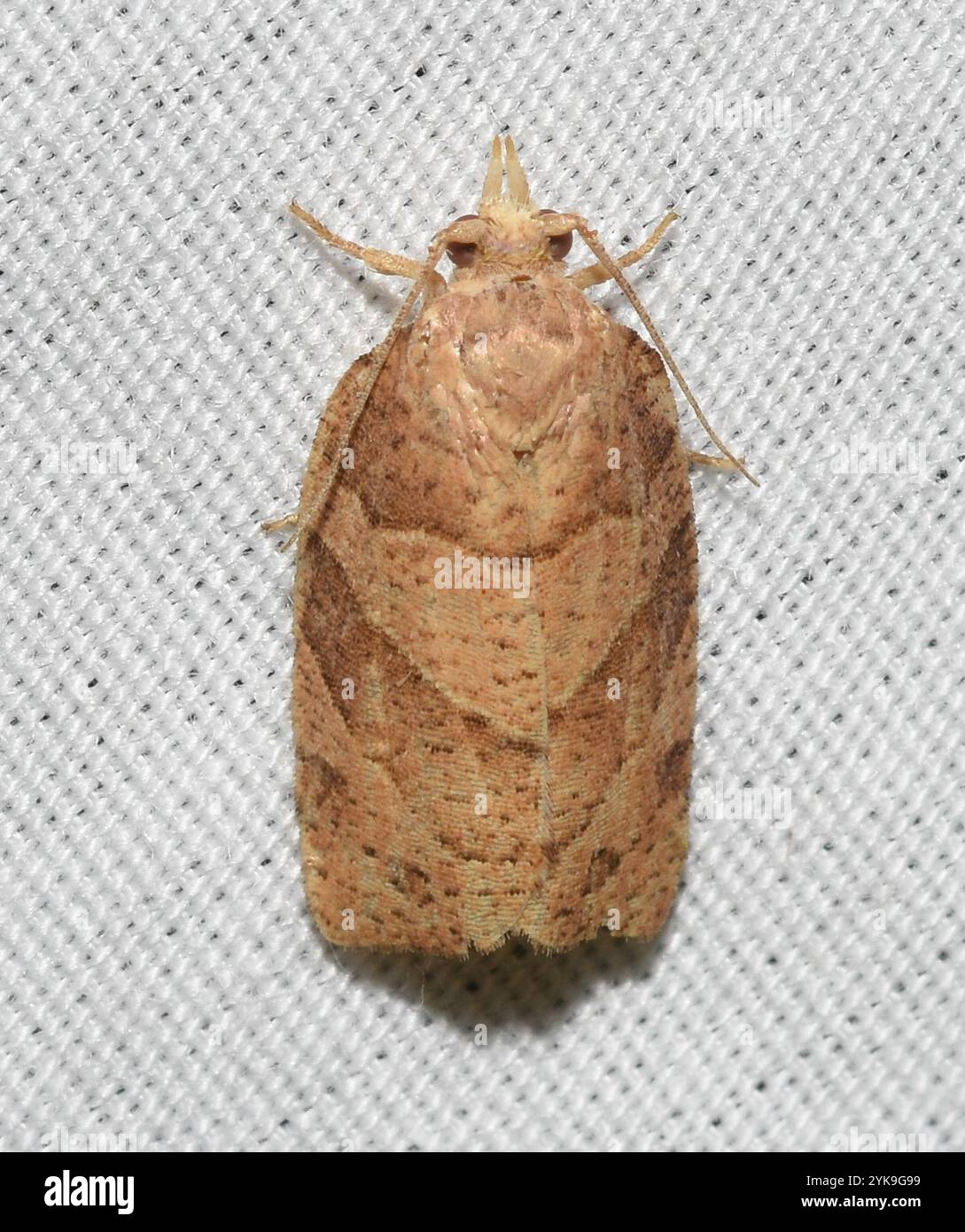 Woodgrain Leafroller Moth (Pandemis lamprosana Stock Photo - Alamy