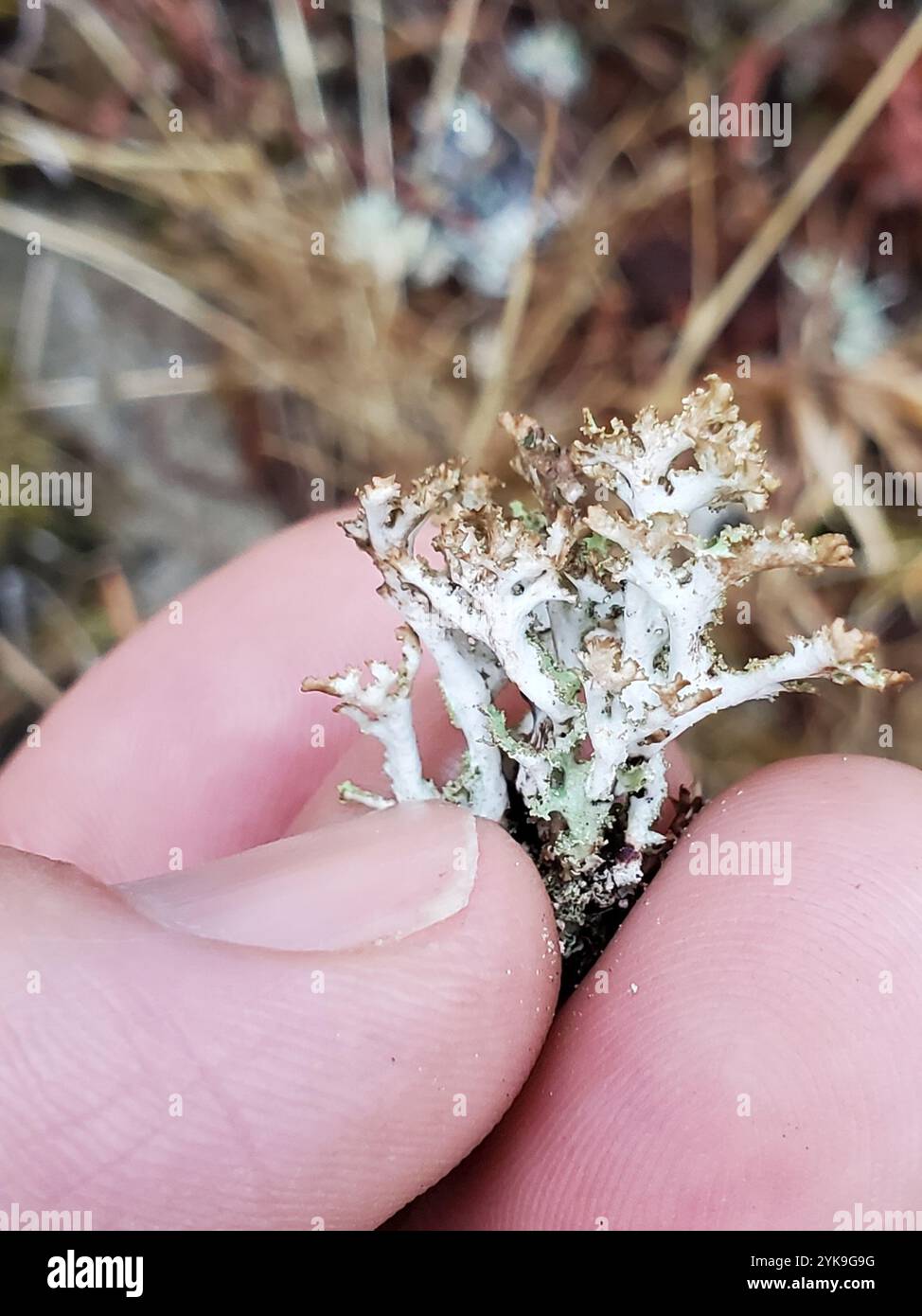 common lichens (Lecanoromycetes Stock Photo - Alamy