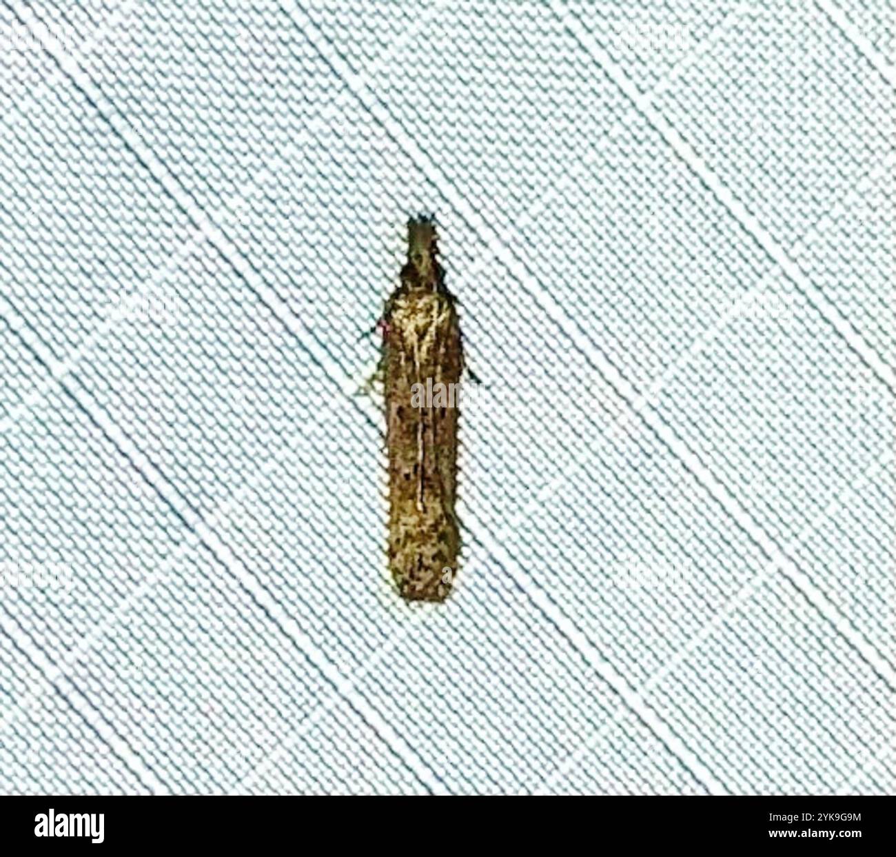 Palmerworm hi-res stock photography and images - Alamy