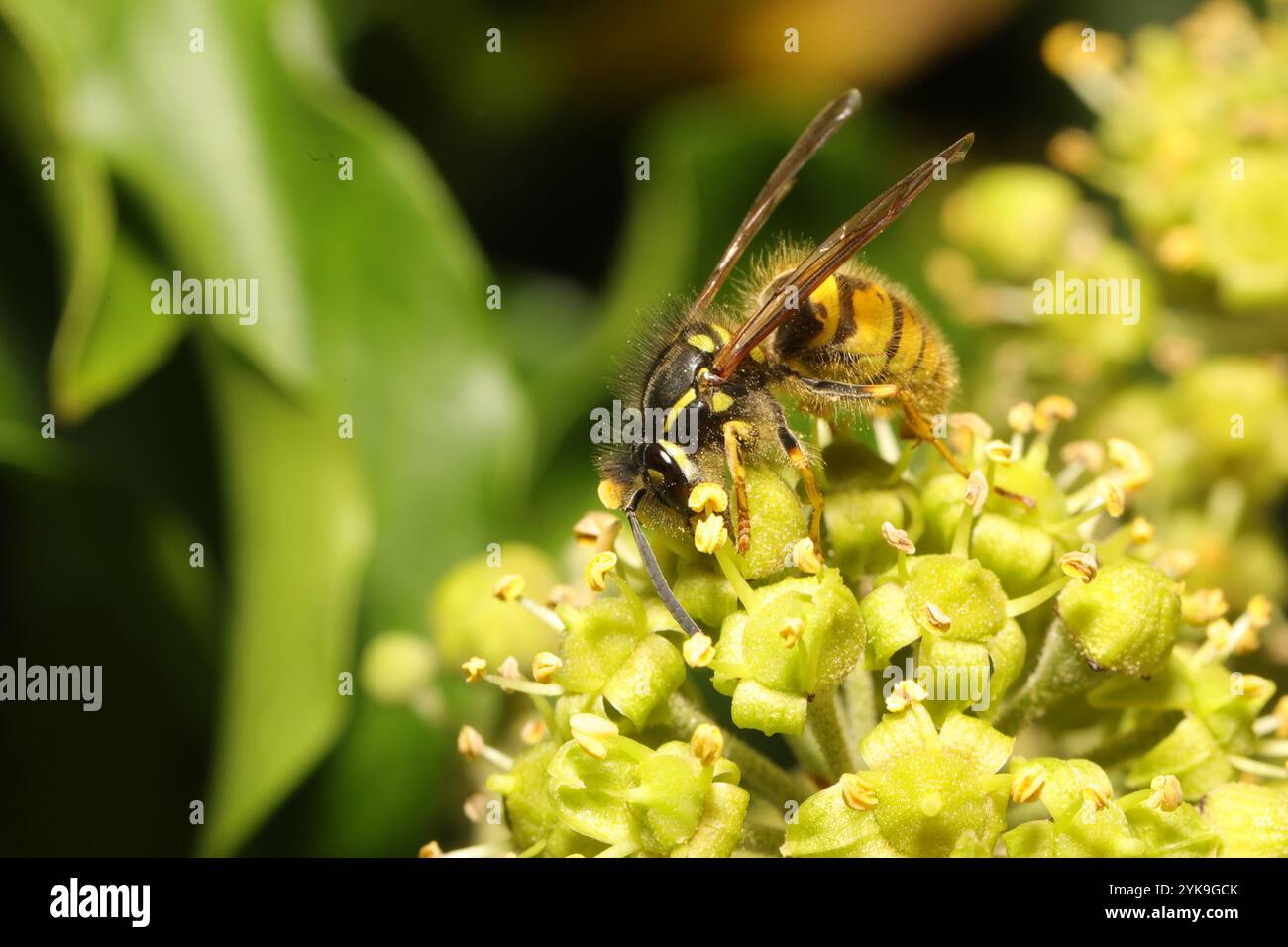 Common European Yellowjacket (Vespula vulgaris Stock Photo - Alamy