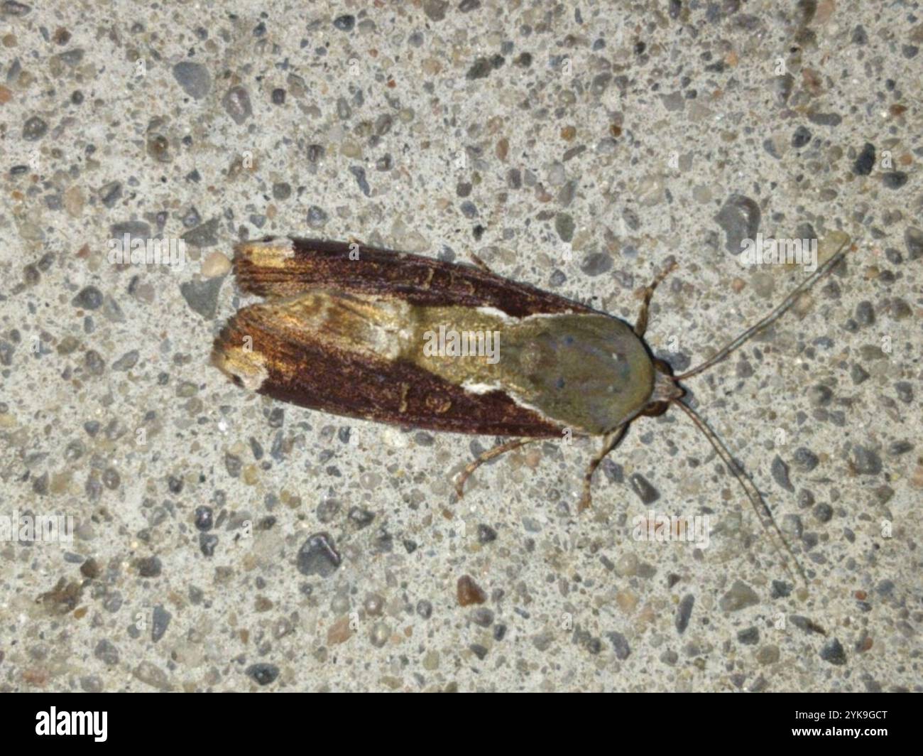 Variable Narrow-wing (Magusa divaricata Stock Photo - Alamy