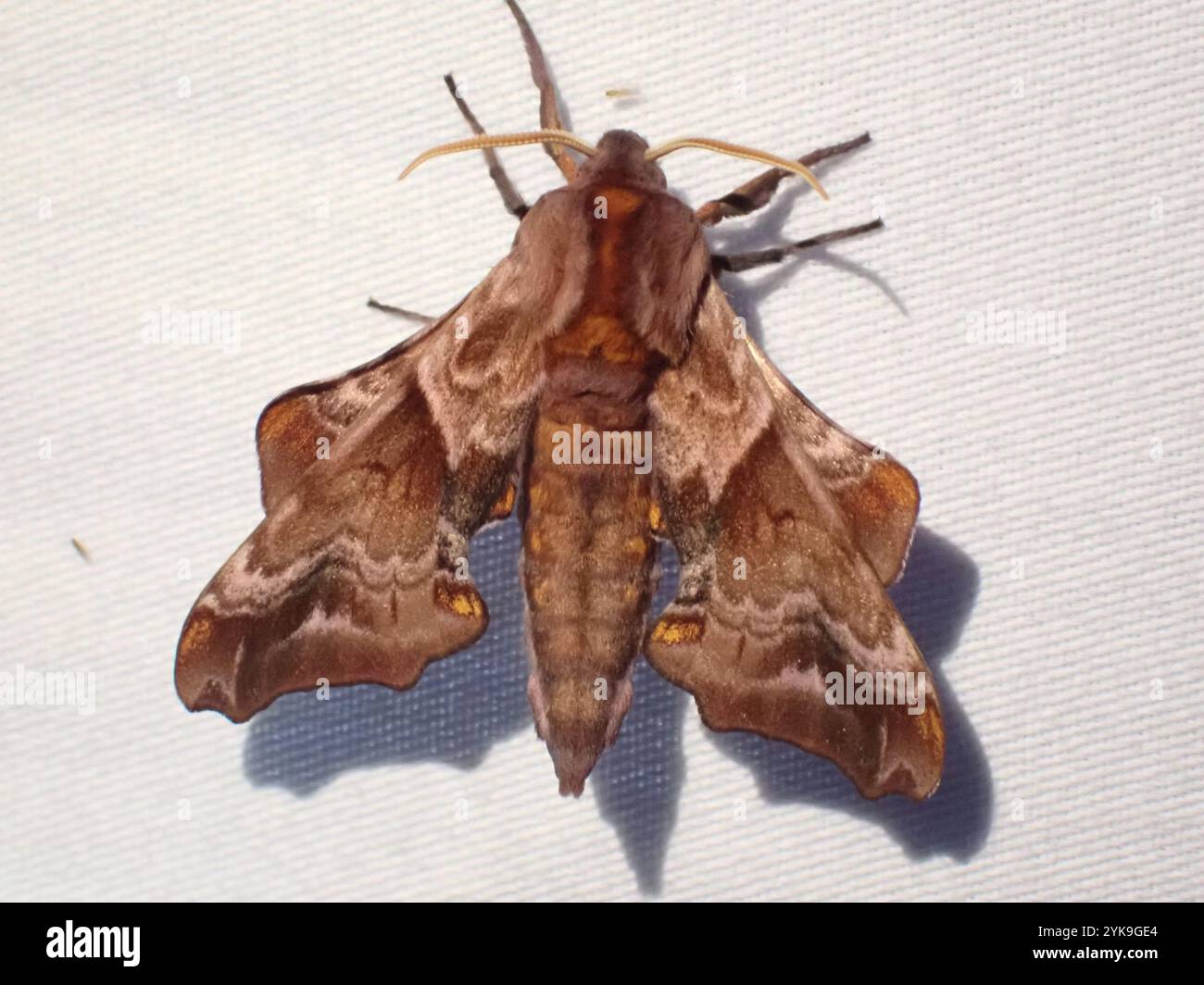 Small-eyed Sphinx (Paonias myops Stock Photo - Alamy