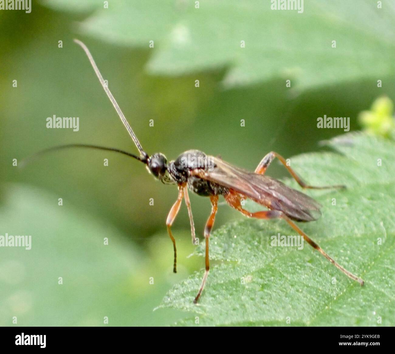 Aleiodes hi-res stock photography and images - Alamy