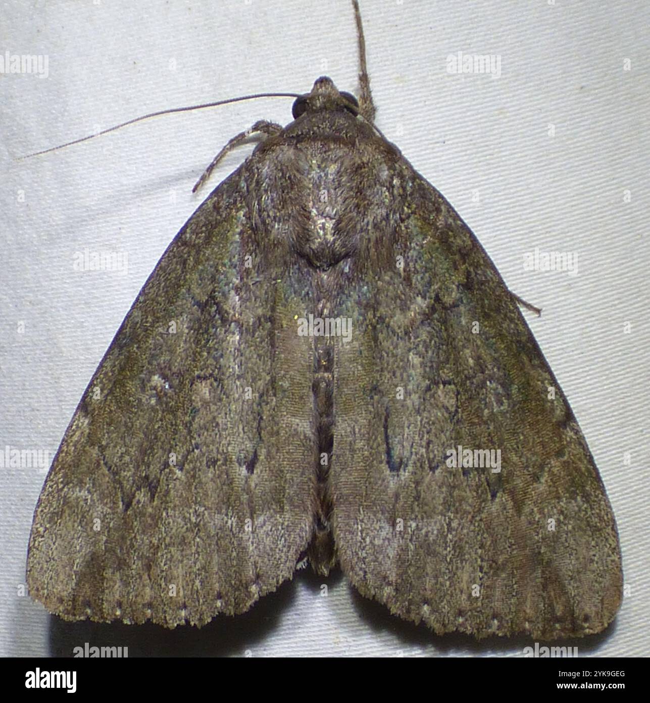 Underwing Moths (Catocala Stock Photo - Alamy