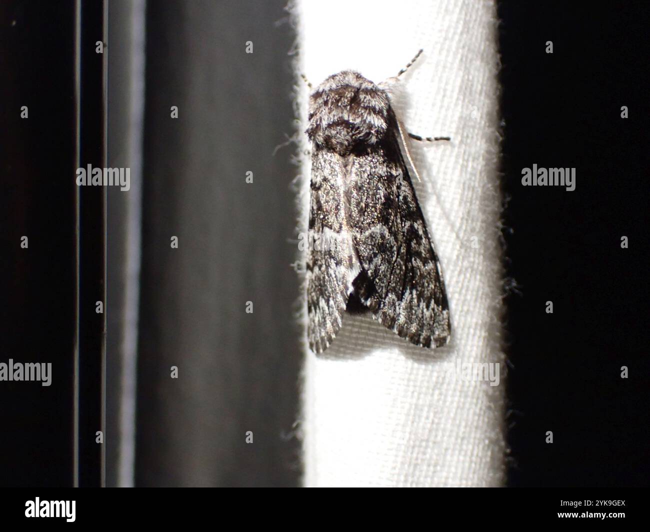 Western Panthea Moth (Panthea virginarius Stock Photo - Alamy