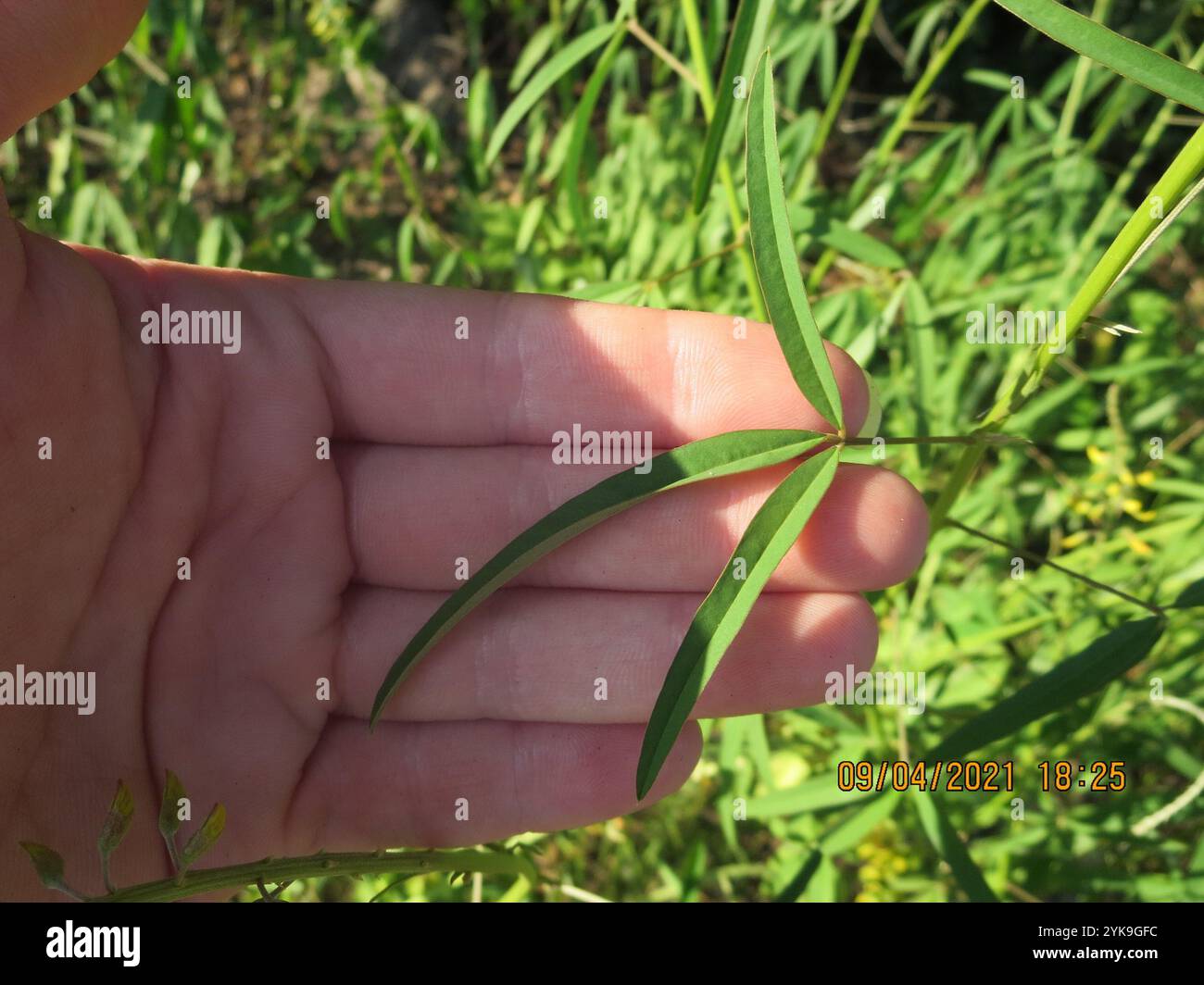 lanceleaf rattlebox (Crotalaria lanceolata Stock Photo - Alamy