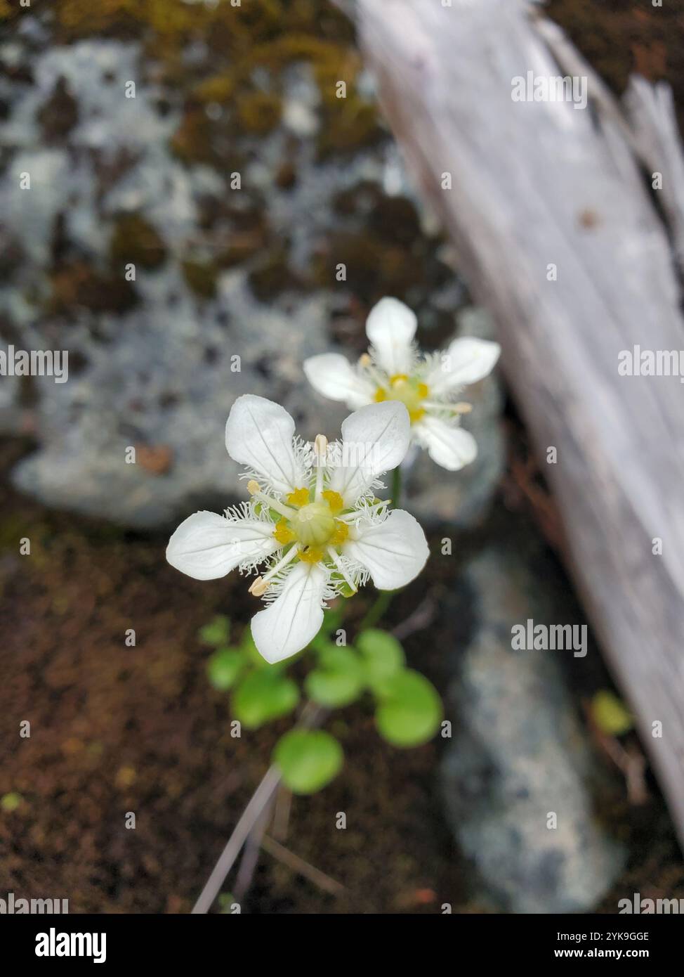 Fringed parnassia hi-res stock photography and images - Alamy