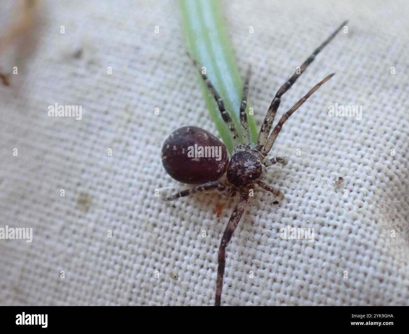 Running Crab Spiders (Philodromus Stock Photo - Alamy