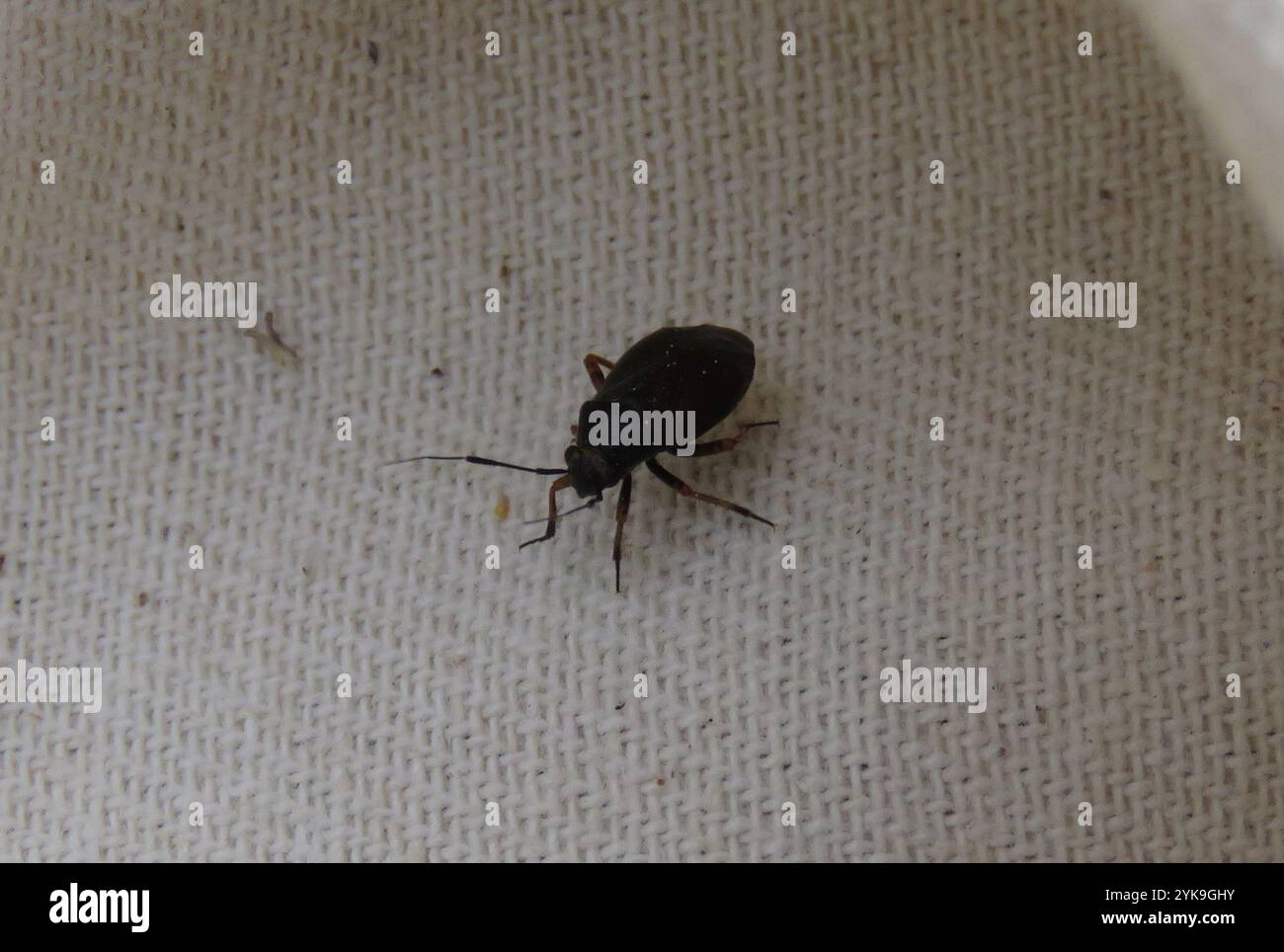 True Bugs (Heteroptera Stock Photo - Alamy