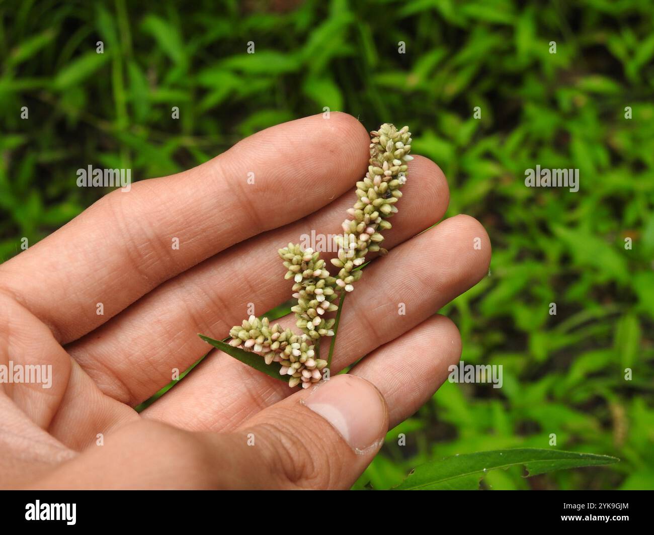 Persicaria lapathifolia pale smartweed hi-res stock photography and ...