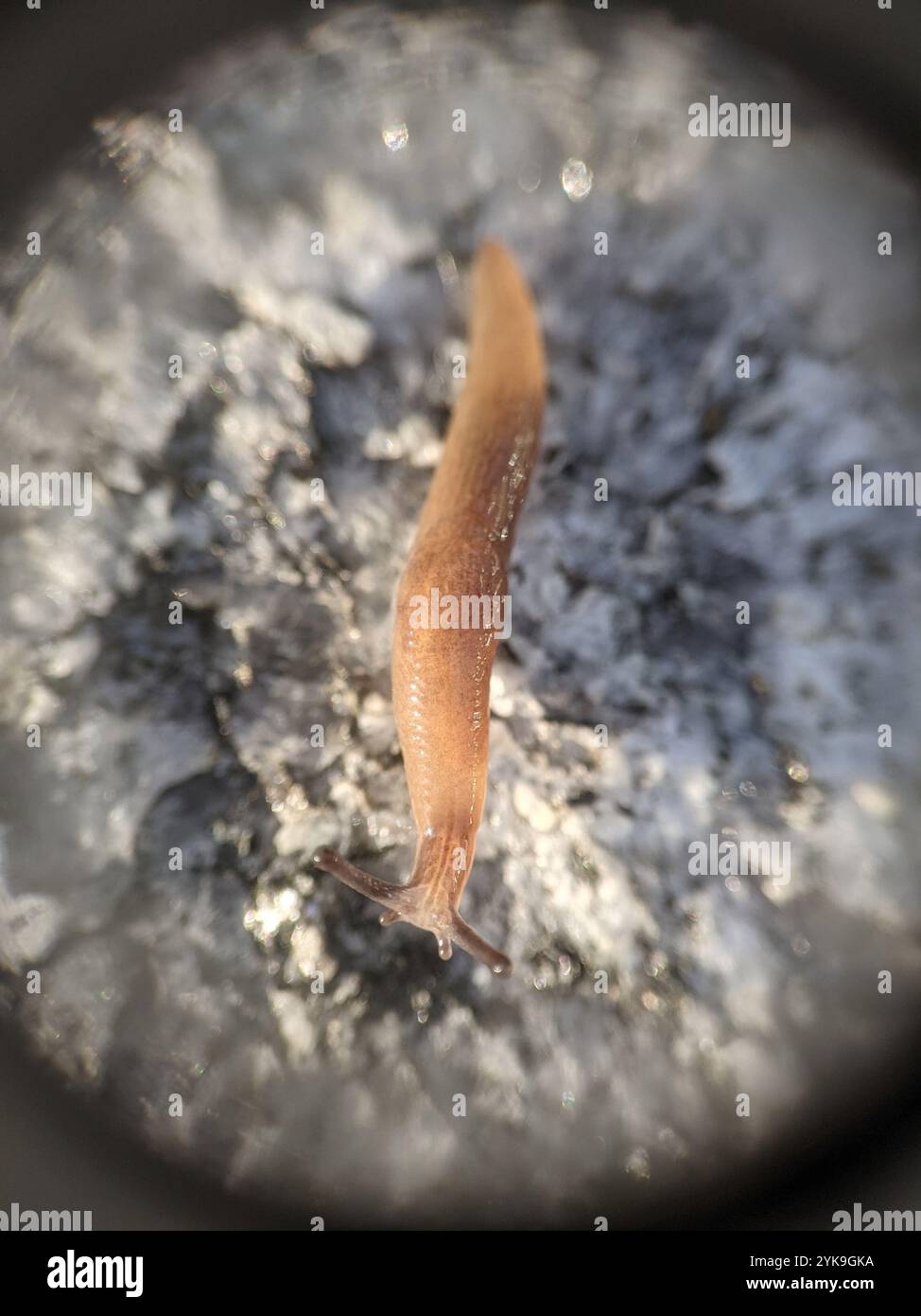Smooth Land Slugs (Deroceras Stock Photo - Alamy