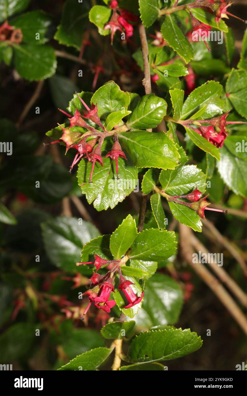 Escallonia rubra hi-res stock photography and images - Alamy