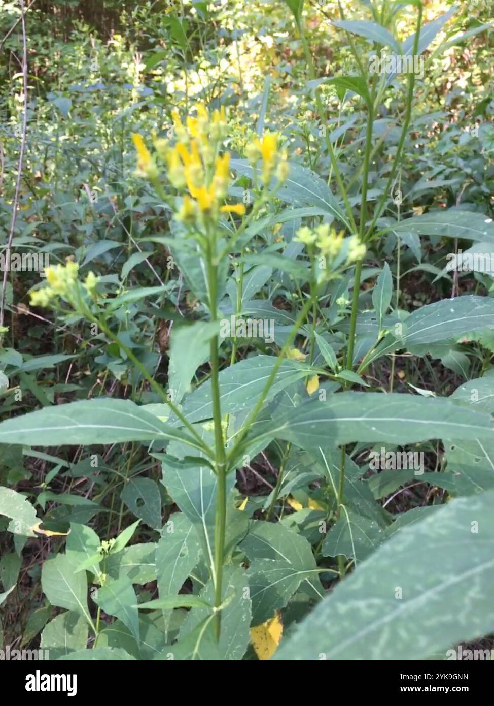 Yellow Crownbeard (Verbesina occidentalis Stock Photo - Alamy