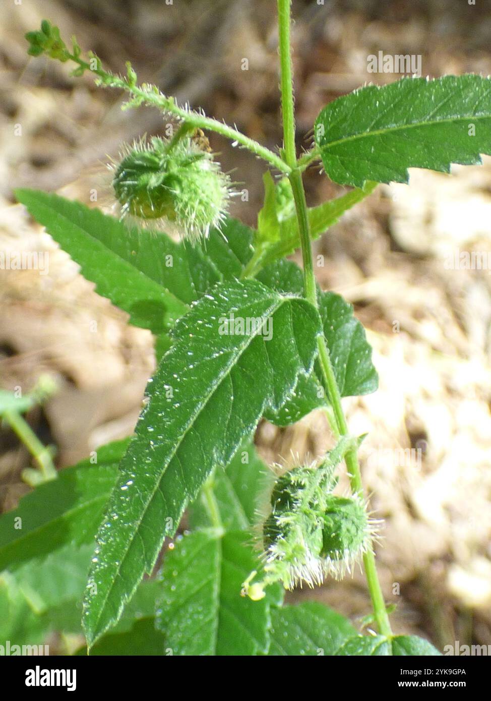 Noseburn hi-res stock photography and images - Alamy