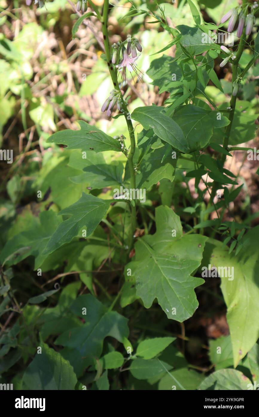 white rattlesnake root (Nabalus albus Stock Photo - Alamy