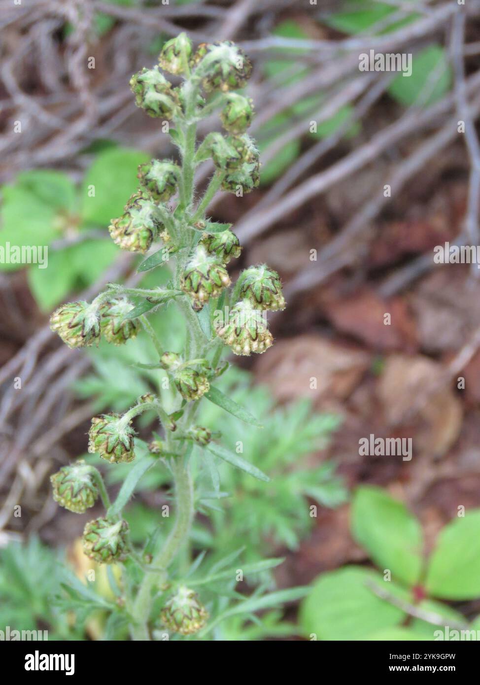 Mountain Sagewort (Artemisia norvegica Stock Photo - Alamy