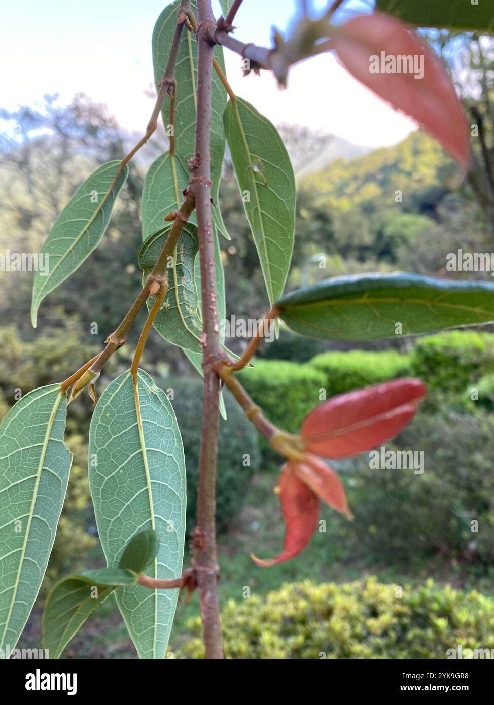 (Ficus sarmentosa nipponica Stock Photo - Alamy