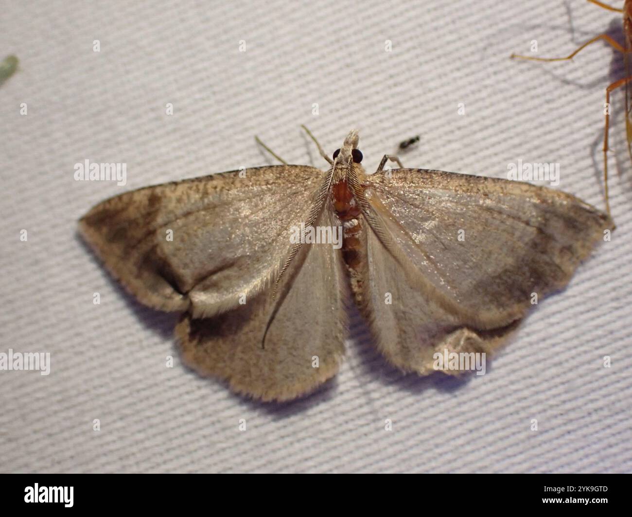 Geometer Moths (Geometridae Stock Photo - Alamy