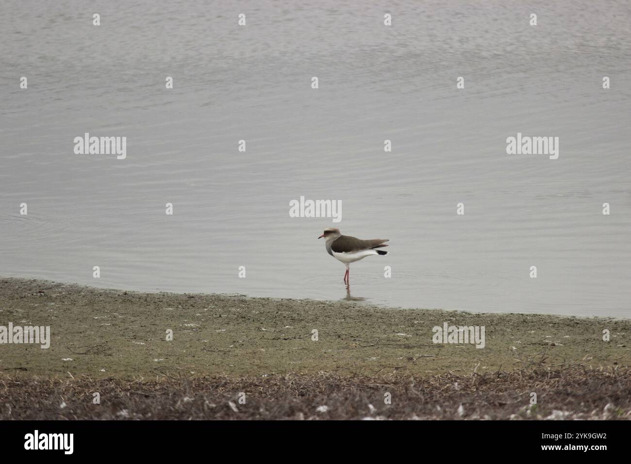 Vanellus resplendens hi-res stock photography and images - Alamy