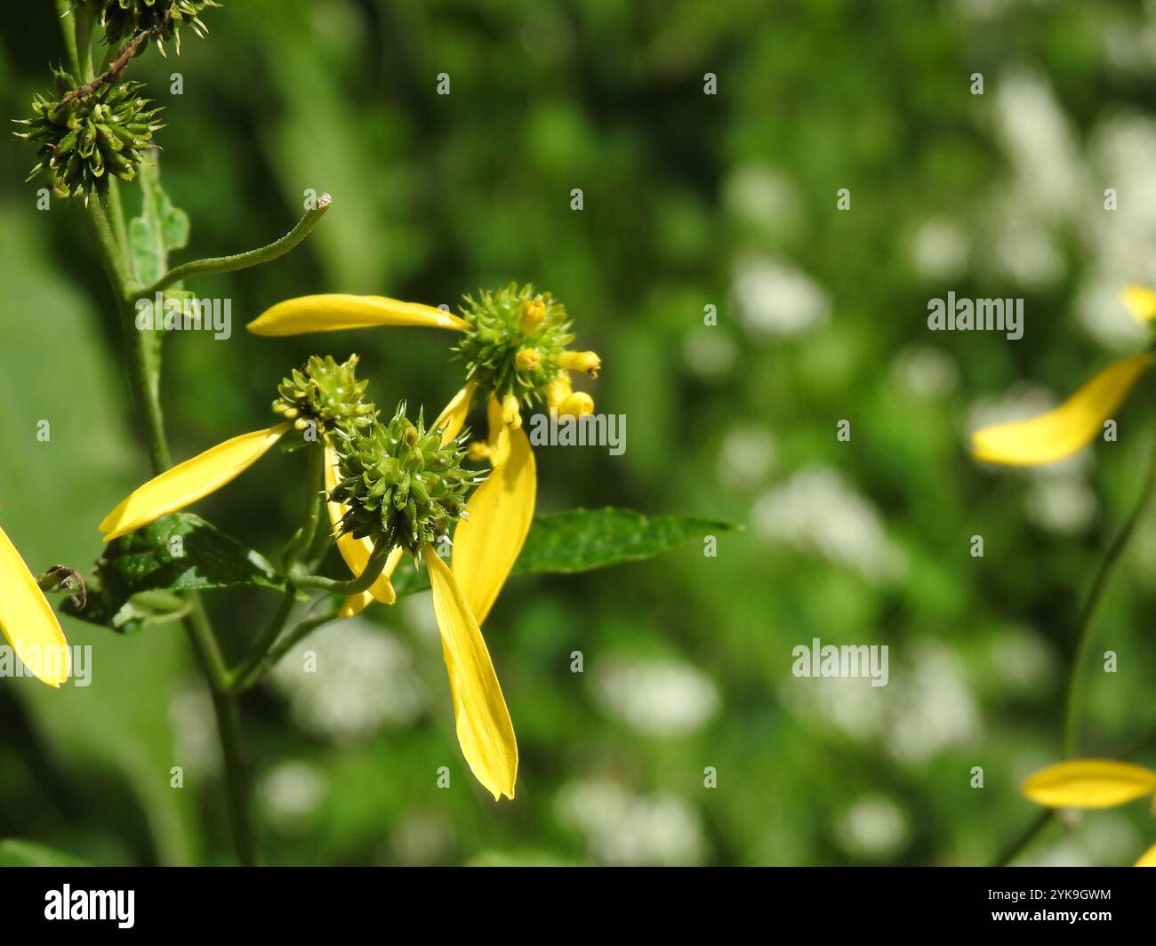 Wingstem (Verbesina alternifolia Stock Photo - Alamy