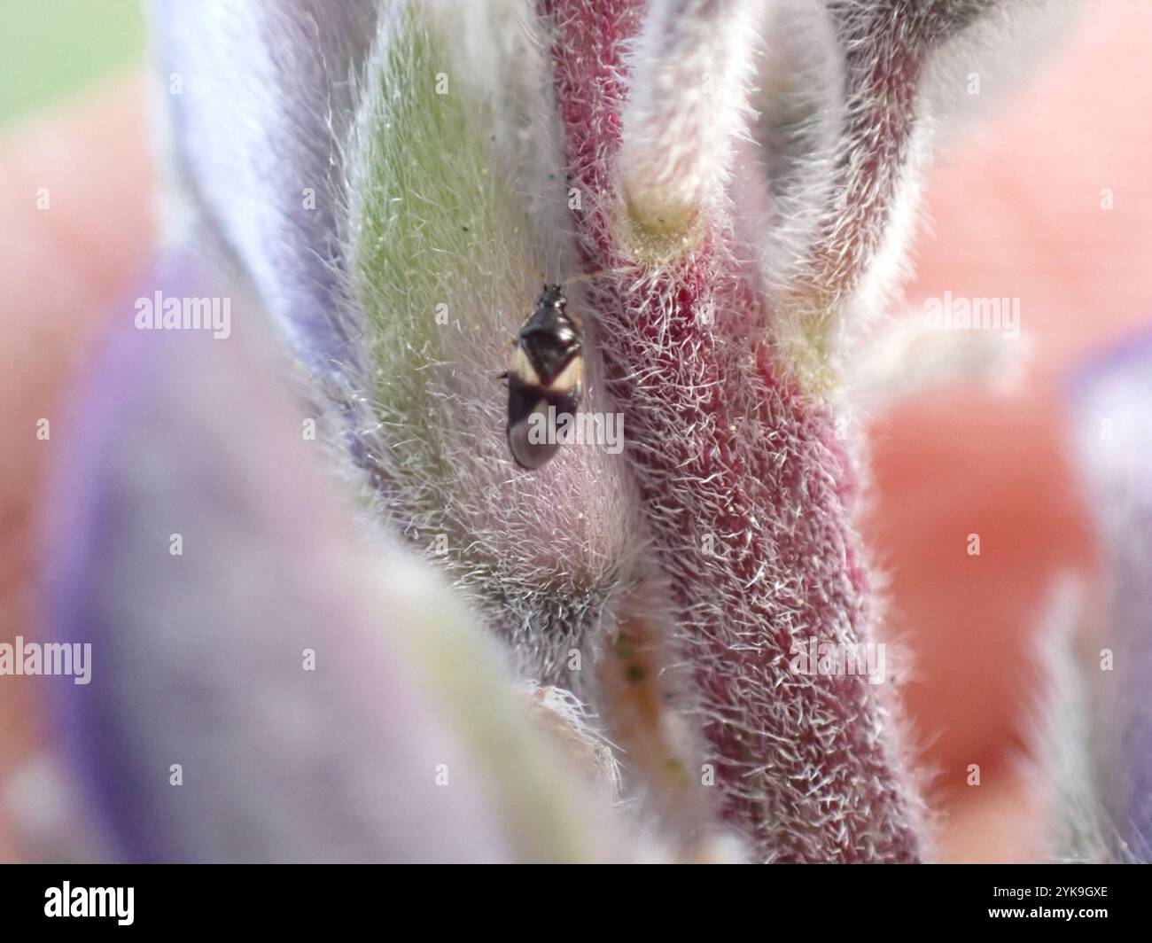 Minute pirate bugs (Anthocoridae Stock Photo - Alamy