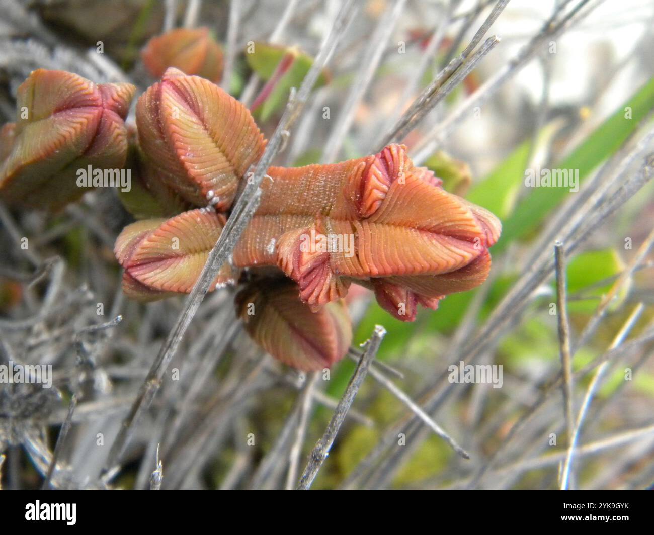 Pagoda mini jade hi-res stock photography and images - Alamy