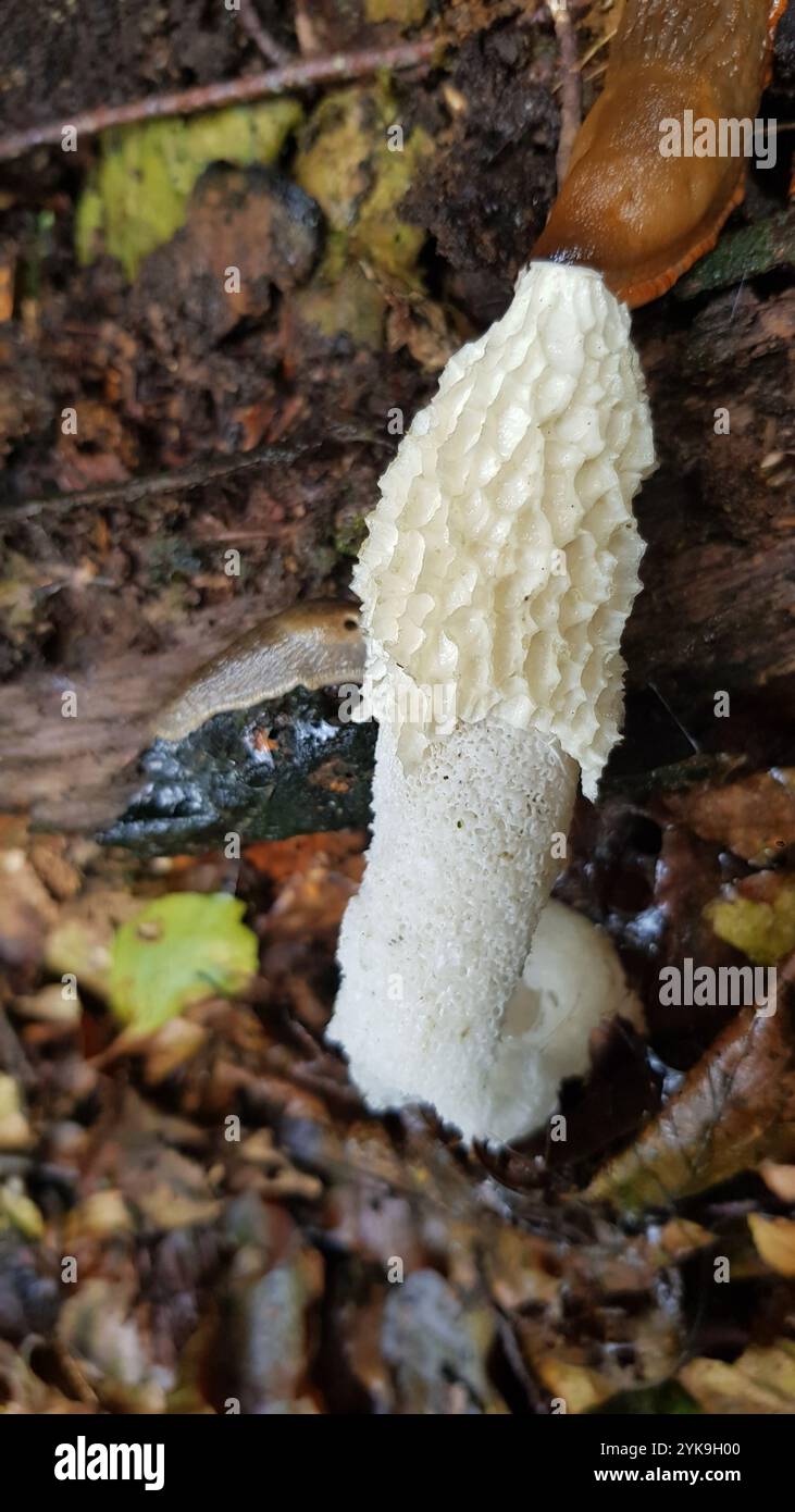 common stinkhorn (Phallus impudicus Stock Photo - Alamy