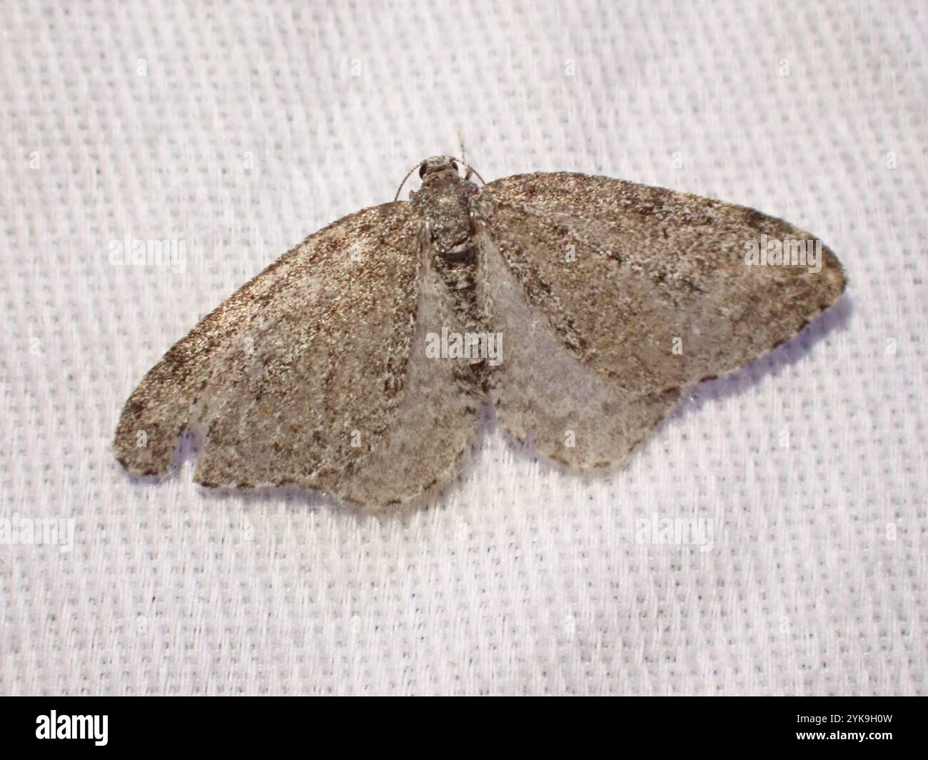 Geometer Moths (Geometridae Stock Photo - Alamy