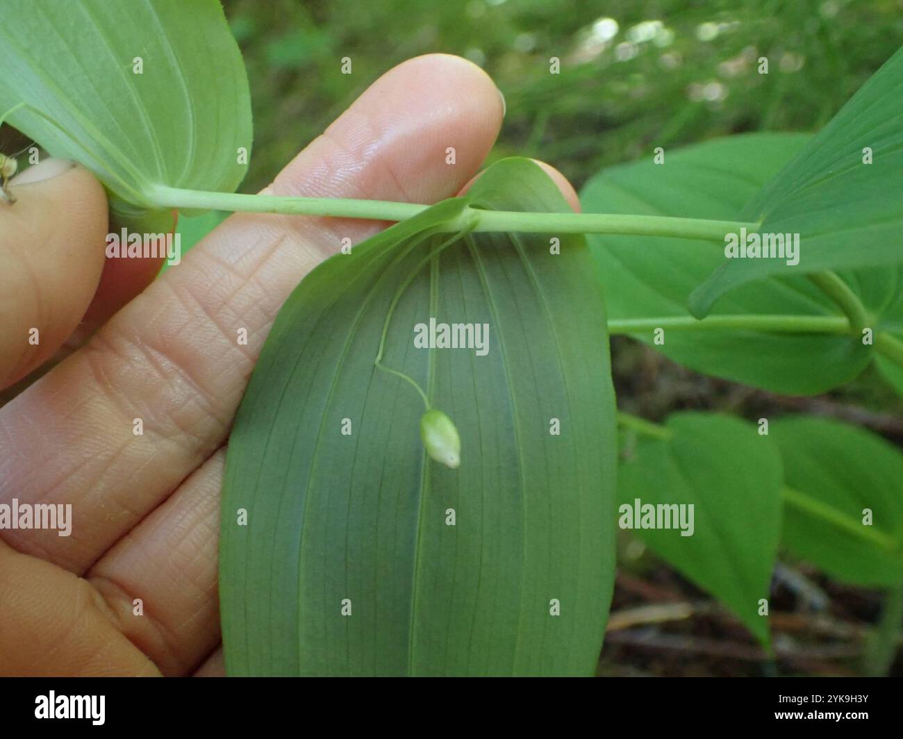 white twisted-stalk (Streptopus amplexifolius Stock Photo - Alamy