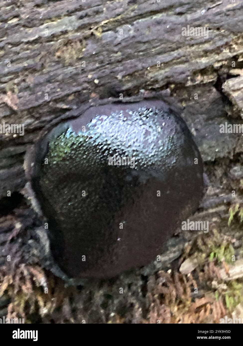 Dog's nose fungus (Camarops petersii Stock Photo - Alamy