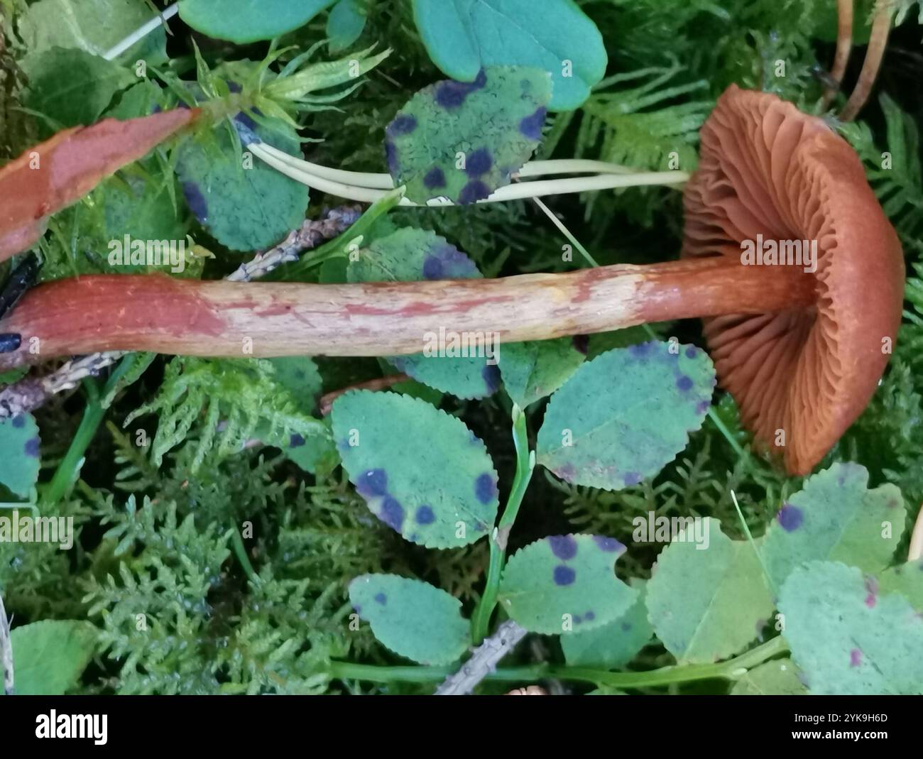 Surprise Webcap (Cortinarius semisanguineus Stock Photo - Alamy