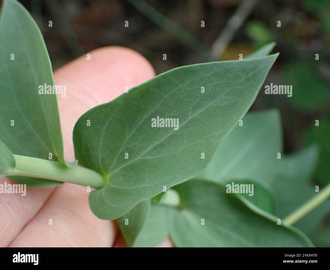 Balkan toadflax (Linaria dalmatica Stock Photo - Alamy