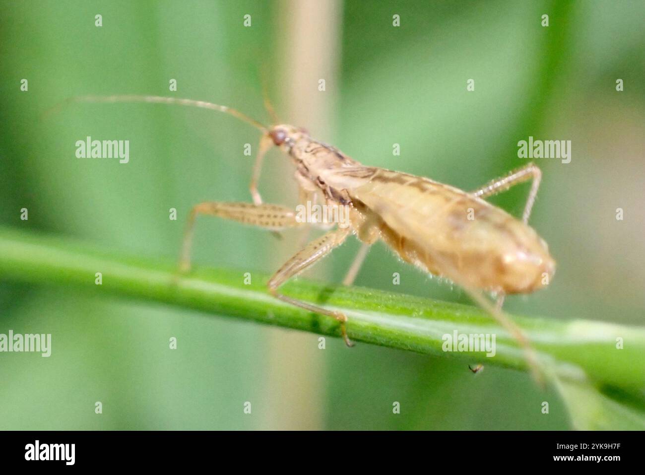 Marsh Damsel Bug (Nabis limbatus Stock Photo - Alamy