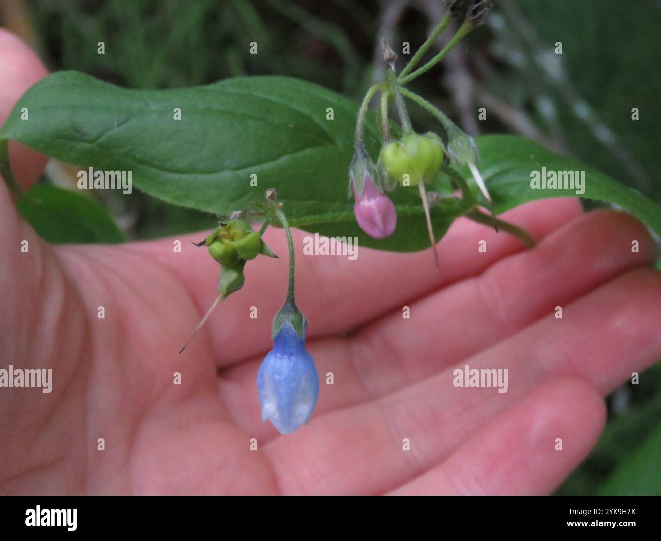 Tall Bluebell (Mertensia paniculata Stock Photo - Alamy