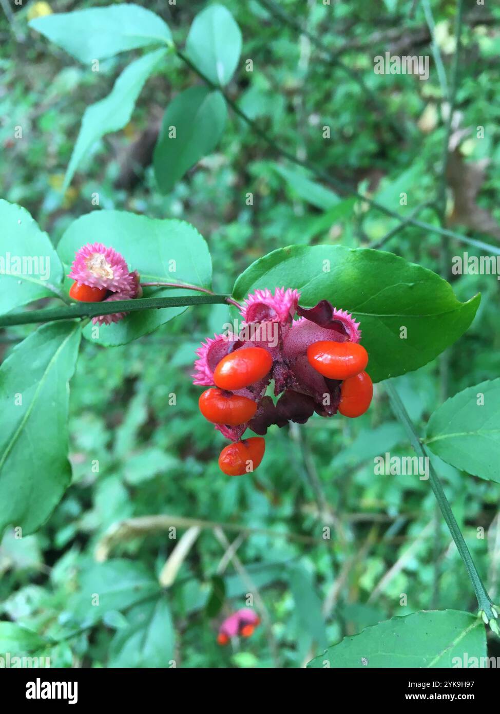 strawberry bush (Euonymus americanus Stock Photo - Alamy