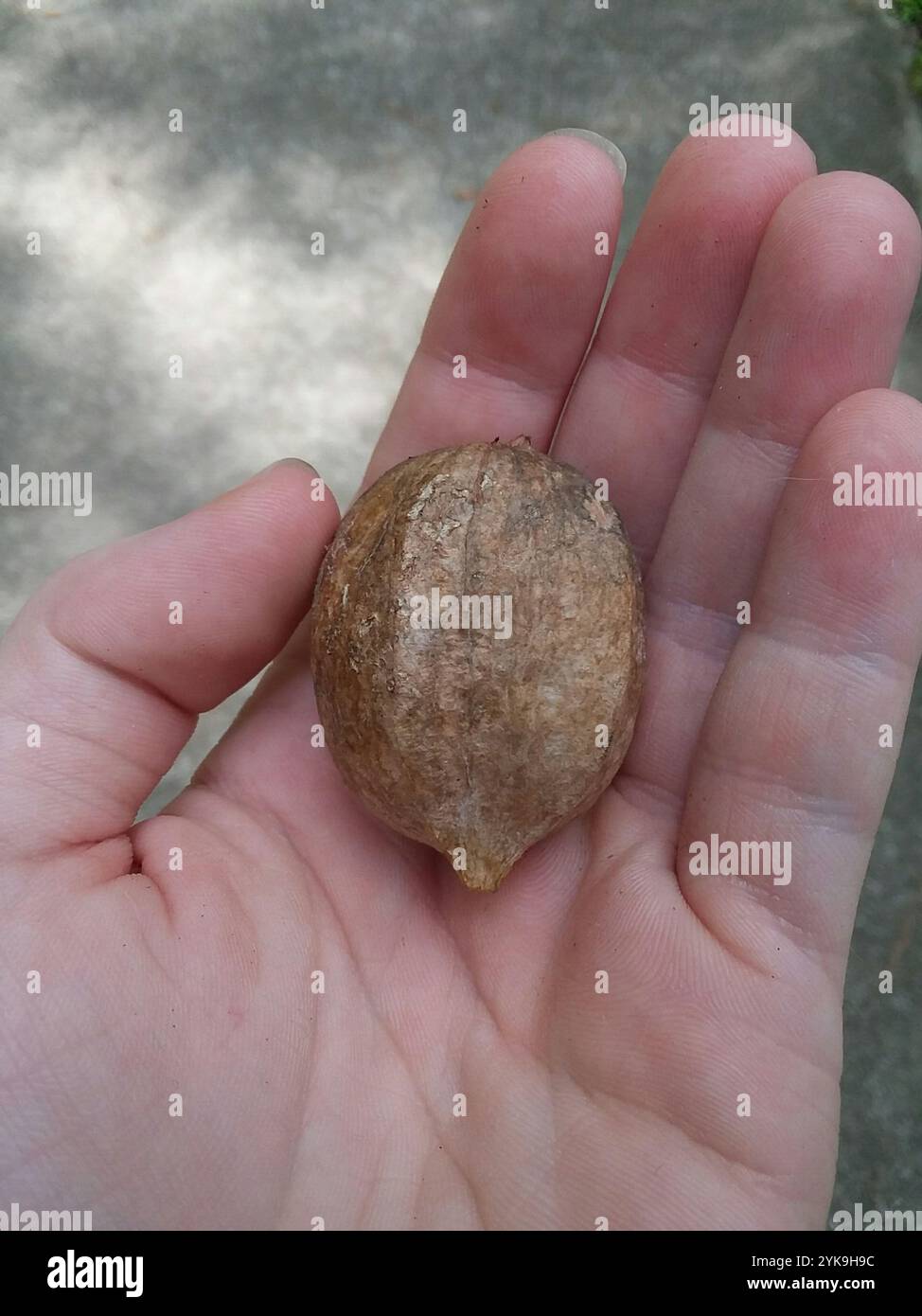 walnut family (Juglandaceae Stock Photo - Alamy
