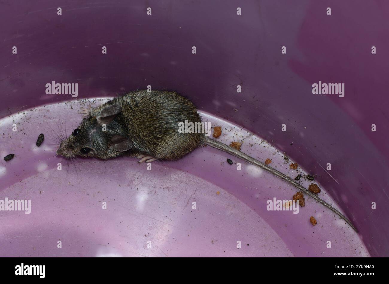 Multimammate hi-res stock photography and images - Alamy