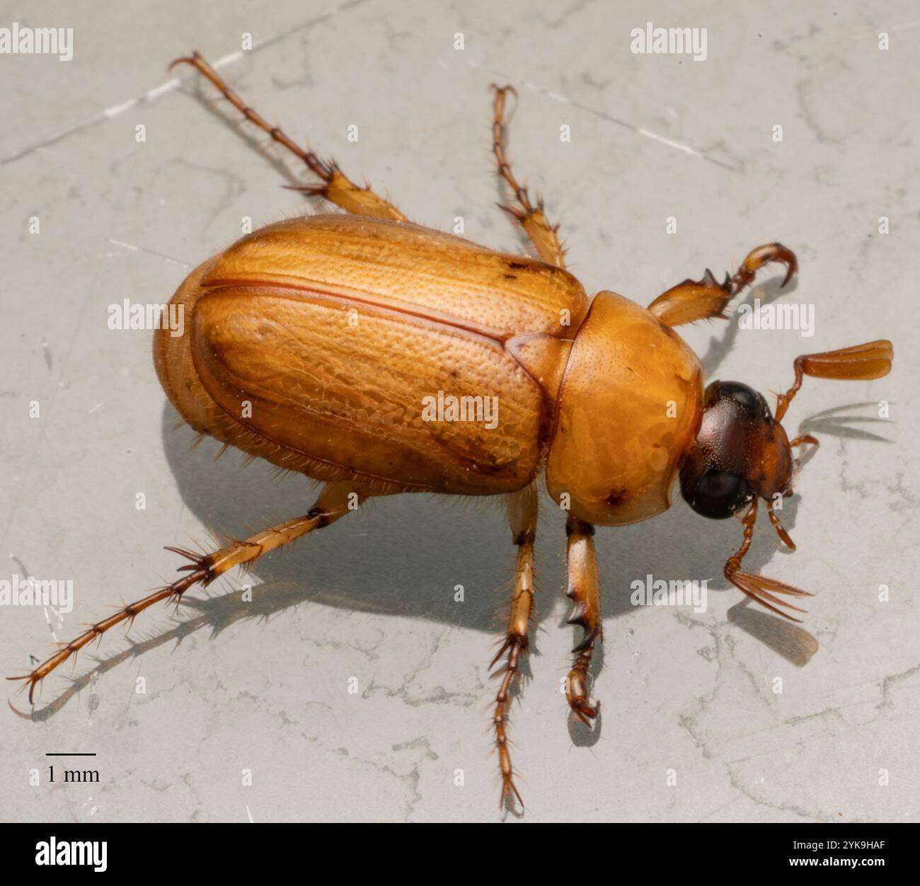 Masked Chafers (Cyclocephala Stock Photo - Alamy