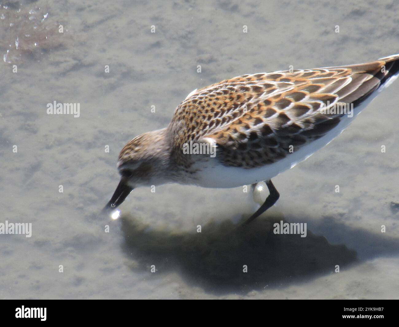 Western Sandpiper (Calidris mauri Stock Photo - Alamy