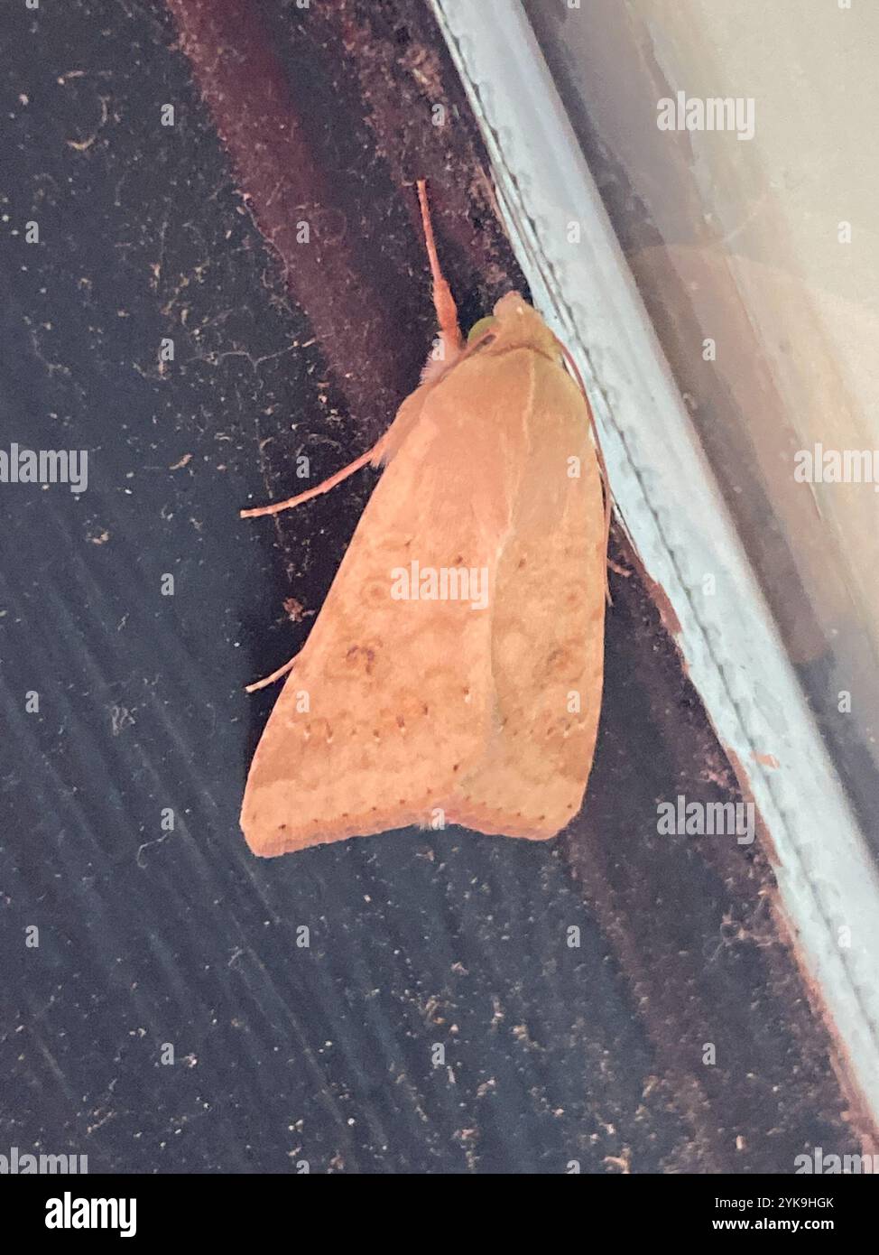 Corn Earworm Moth (Helicoverpa zea Stock Photo - Alamy