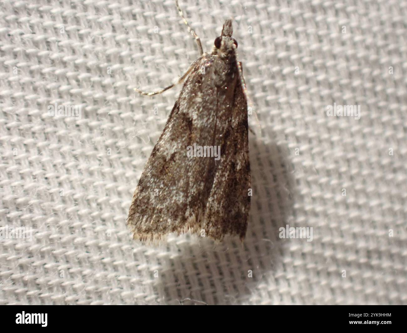 Moss-eating Crambid Snout Moths (Scopariinae Stock Photo - Alamy