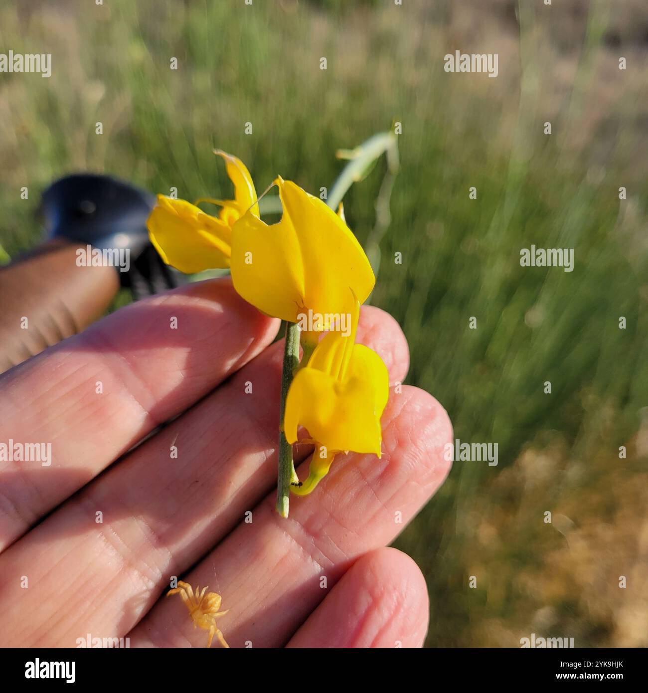 Spanish Broom (Spartium junceum Stock Photo - Alamy