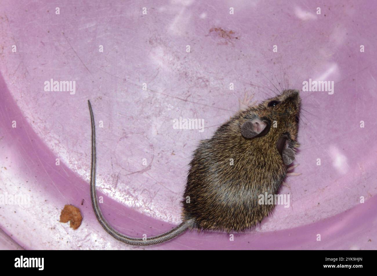 Natal Multimammate Mouse (Mastomys natalensis Stock Photo - Alamy