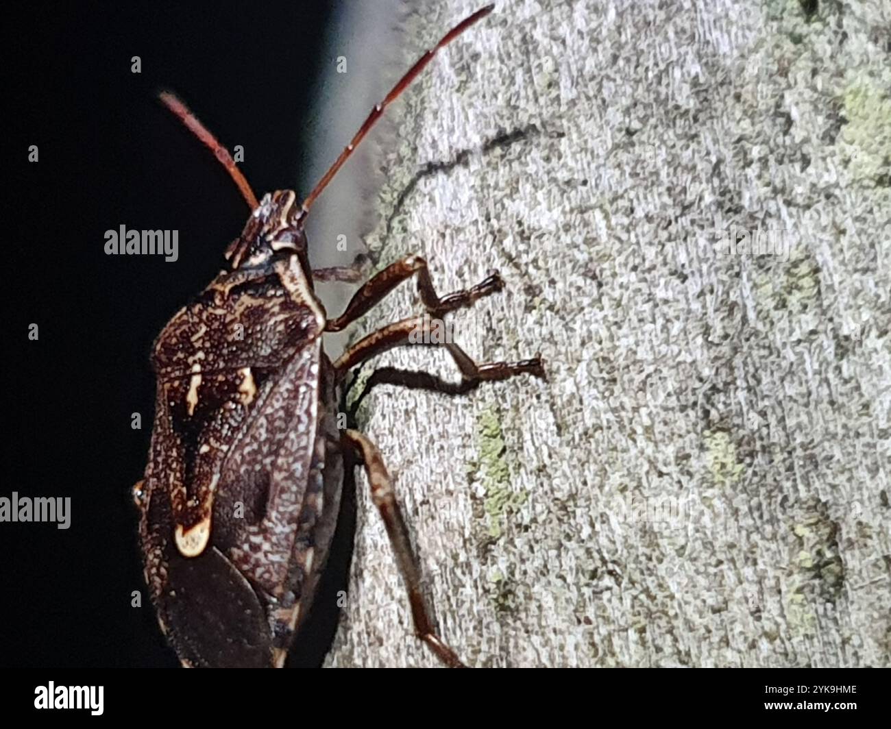 Brown soldier bug (Cermatulus nasalis Stock Photo - Alamy