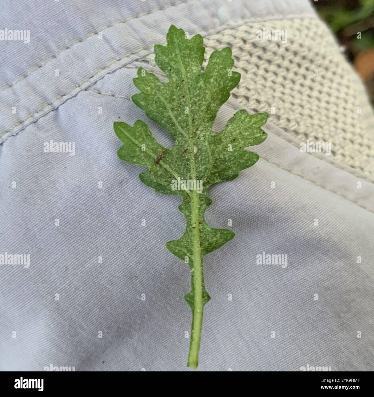 Santa Maria feverfew (Parthenium hysterophorus Stock Photo - Alamy