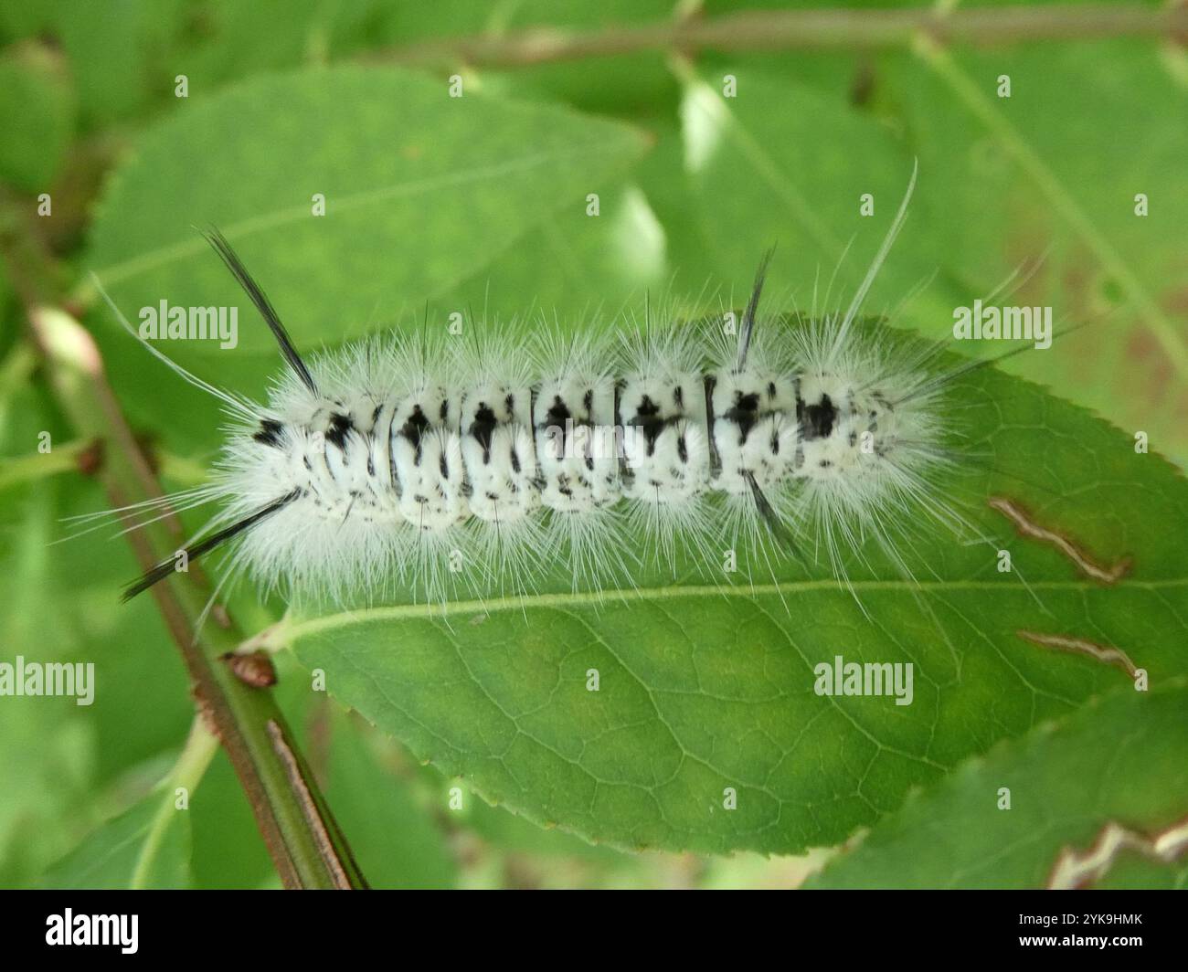 Hickory Tussock Moth (Lophocampa caryae Stock Photo - Alamy