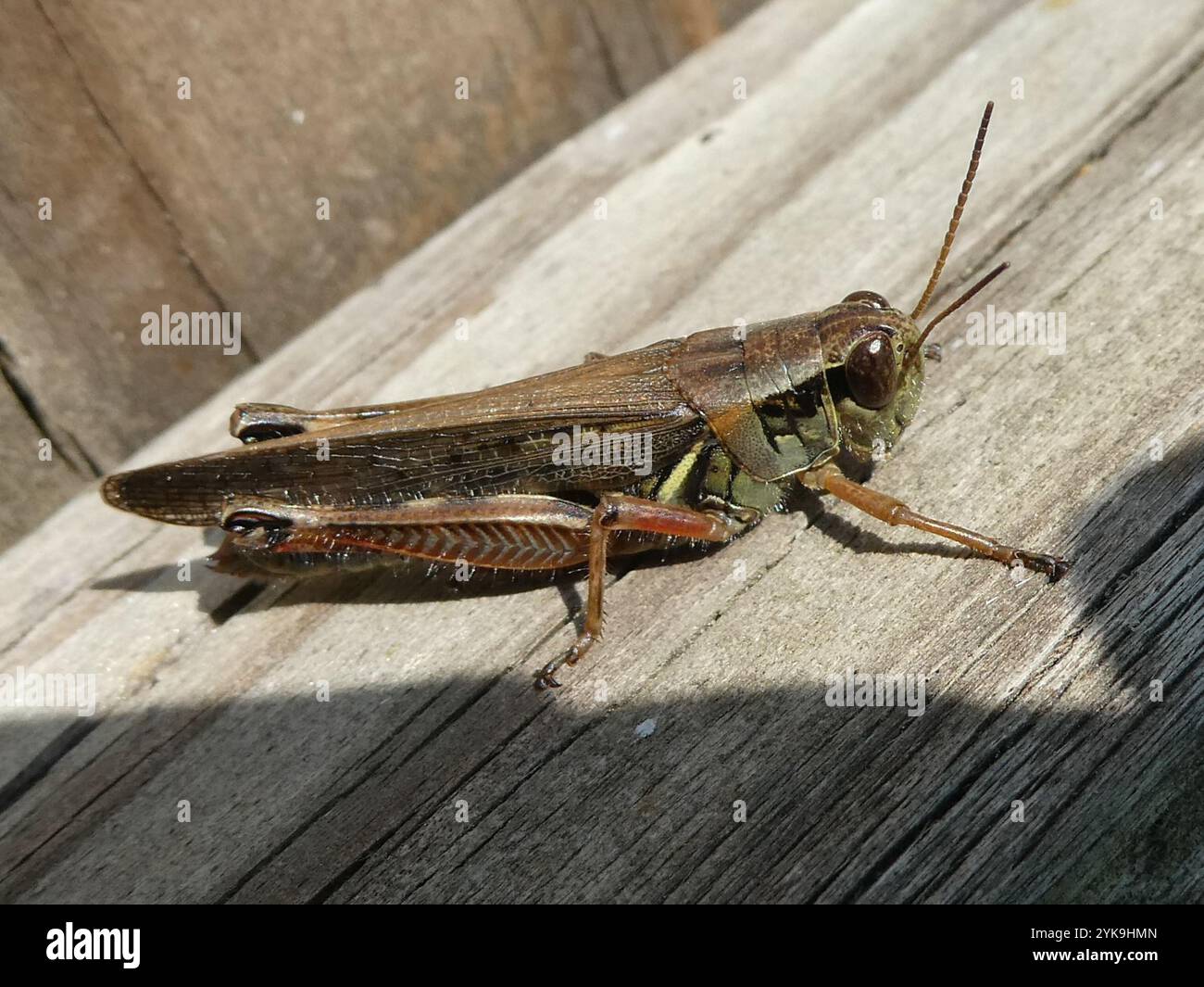 Red-legged Grasshopper (Melanoplus femurrubrum Stock Photo - Alamy